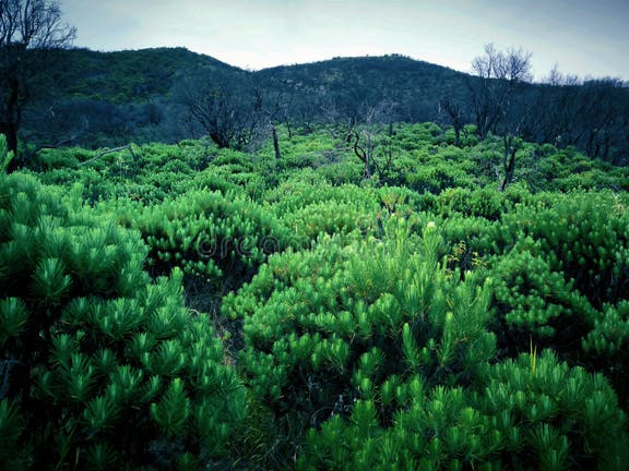 Put grass on Mount Ceremai stock image. Image of mount - 376159721