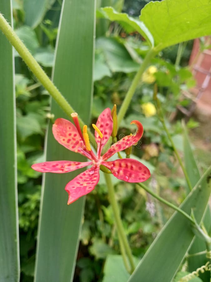 Putali Flower Nepali Flower Stock Photo - Image of hamro, flower: 229775816
