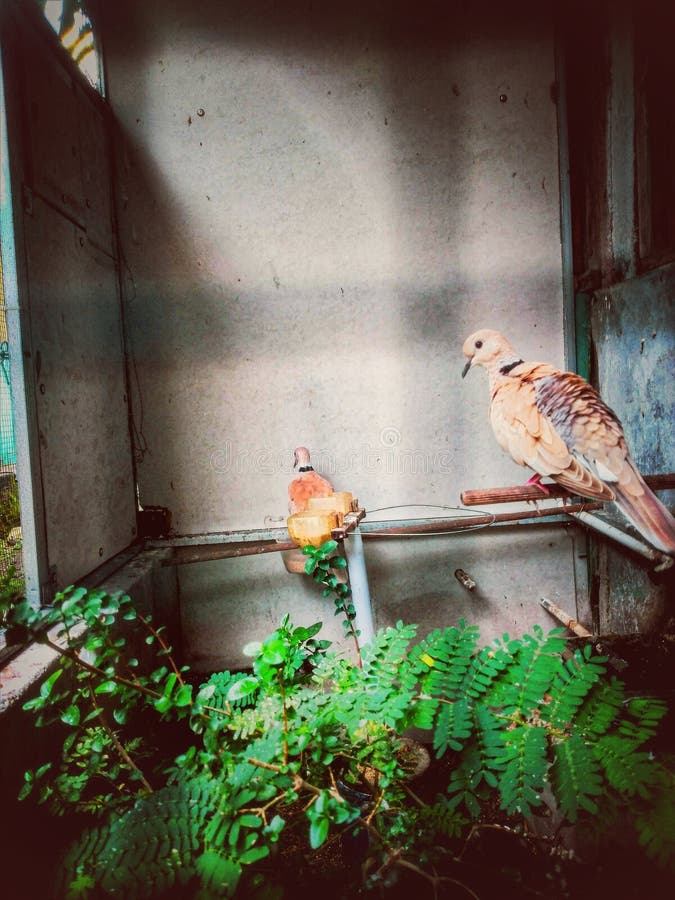 Puter Bird Cage Stock Photos - Free & Royalty-Free Stock Photos from ...