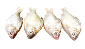 Puti fish stock image. Image of silver, cuisine, taste - 32981165