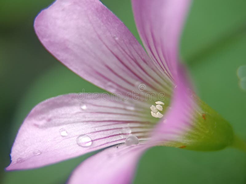 Putik di antara embun stock photo. Image of yellow, branch - 230550036
