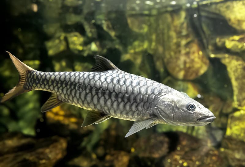 Putitor Mahseer Fish Gracefully Swimming Under Fresh Water Stock Photo ...
