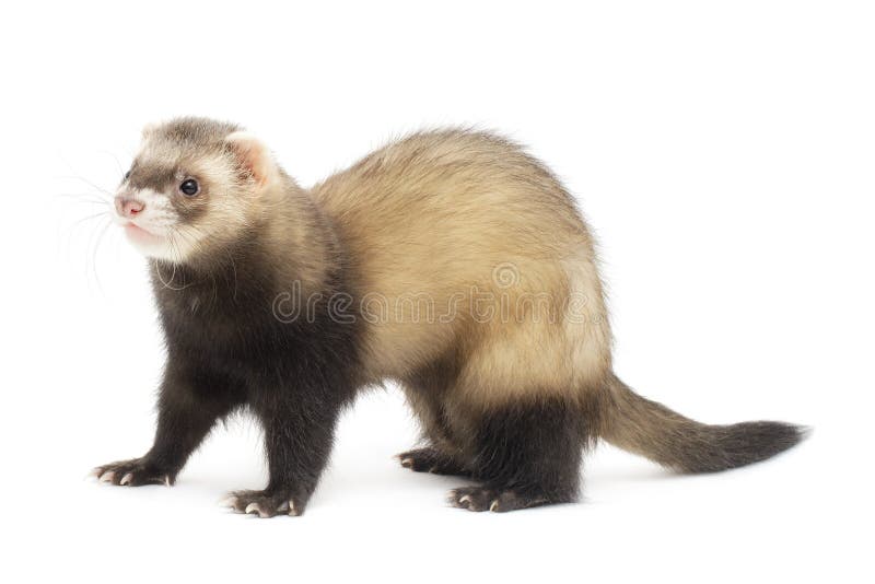 Putois photo stock. Image du isolement, mignon, faune - 34862692