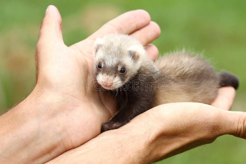 Putois en main photo stock. Image du animal, petit, furet - 44320554