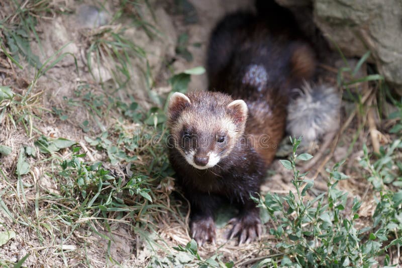 Le Putois Européen Recherchant Au Ciel Photo stock - Image du north ...