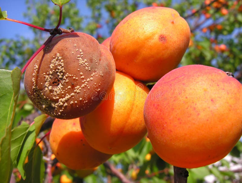 Putrefacción de la fruta imagen de archivo. Imagen de planta - 15696795