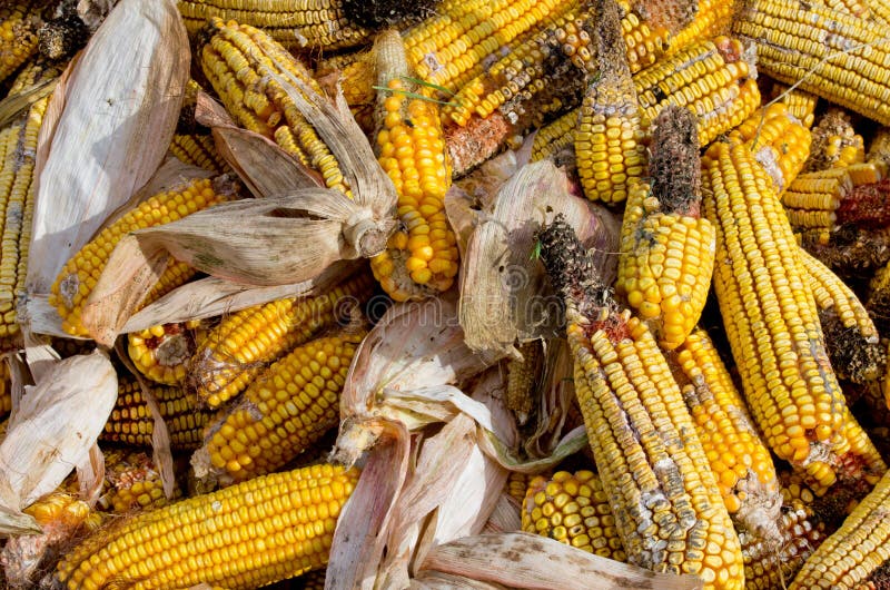 Putrefacción del maíz imagen de archivo. Imagen de problemas - 33759663