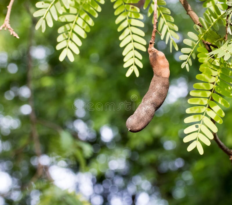Putrefacción Del Tamarindo En El árbol Imagen de archivo - Imagen de ...