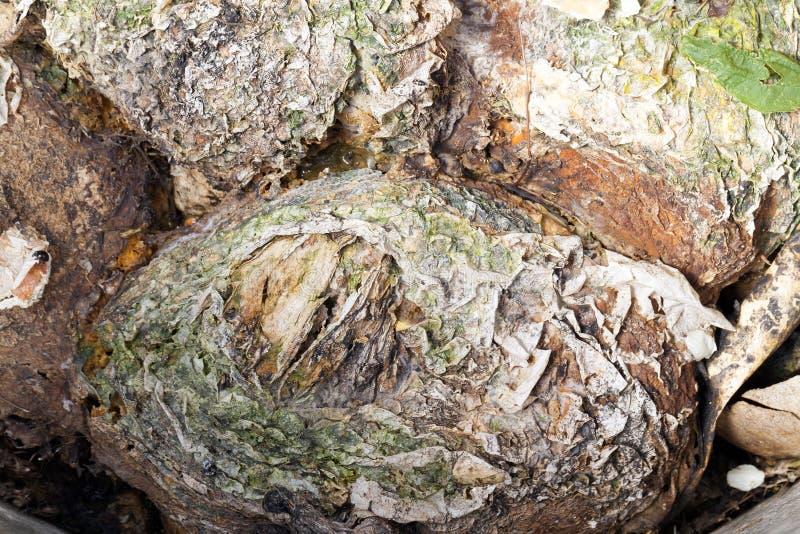 Putrefacción Fotos De Stock - Descarga 16,242 Fotos Libres de Derechos