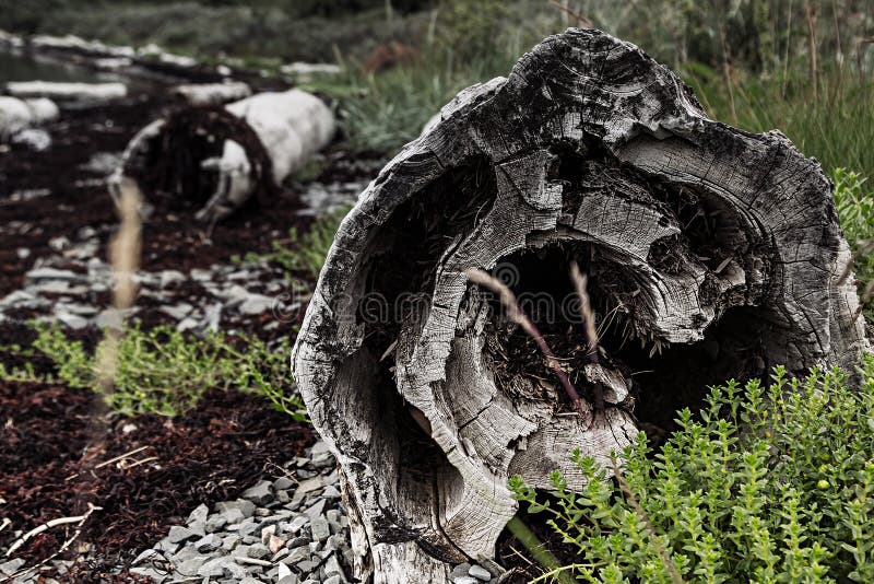 Viejos Registros Y Ramas Putrefactos Imagen de archivo - Imagen de ...