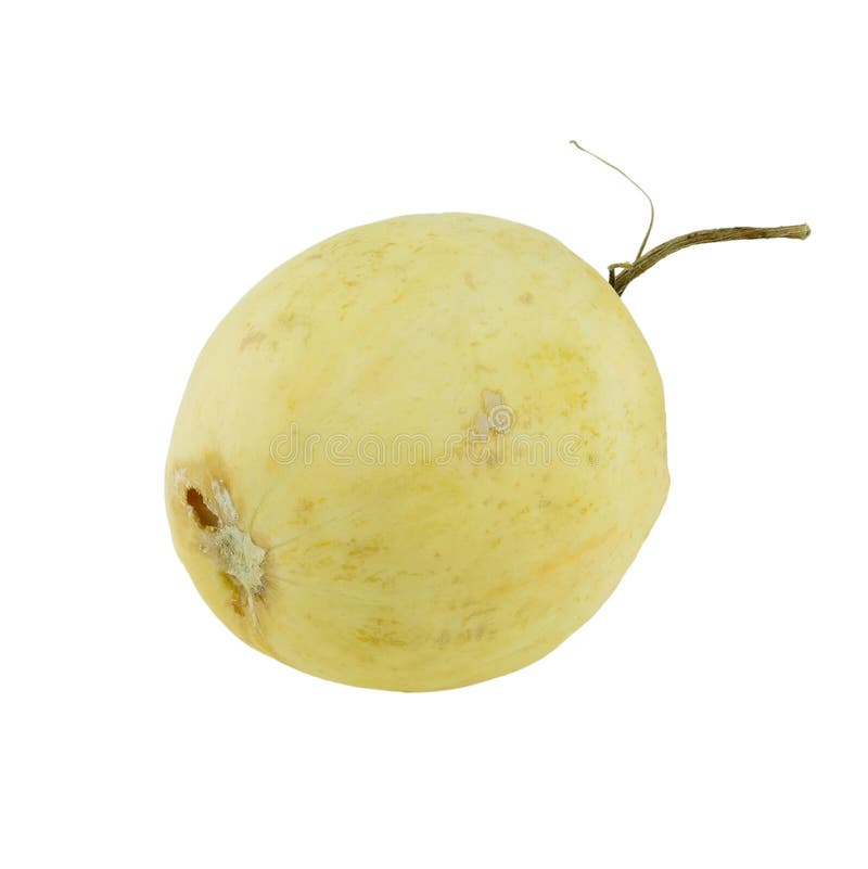 Piel Putrefacta De La Ligamaza Imagen de archivo - Imagen de cierre ...