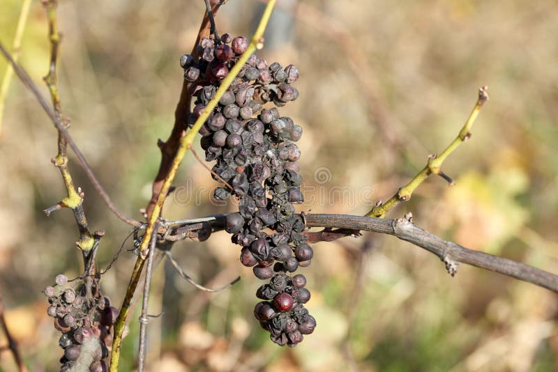Putrefazione Nobile Di Un Acino D'uva, Uva Con La Muffa, Botrite ...