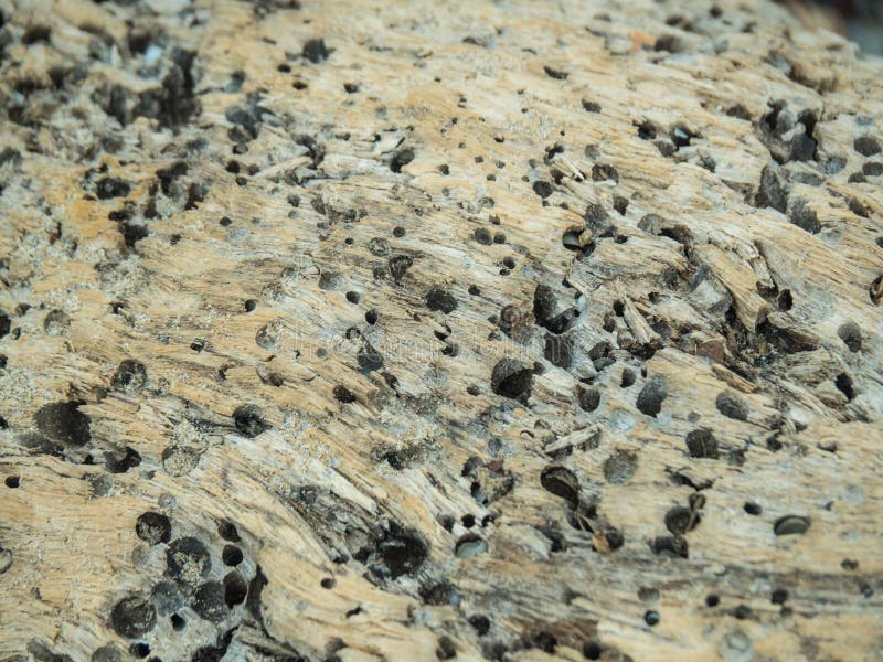 Putrefy Stone Stock Photos - Free & Royalty-Free Stock Photos from ...