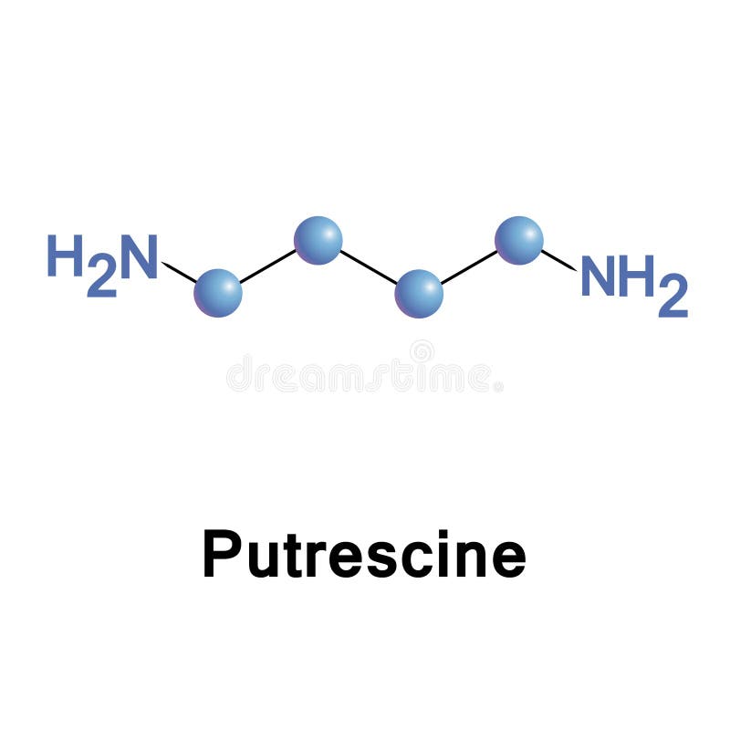 Putrescin Oder Tetramethylenediamine Vektor Abbildung - Illustration ...