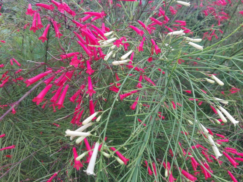 Putri Anggun Stock Photos - Free & Royalty-Free Stock Photos from ...