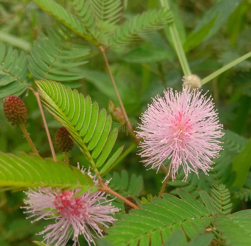 Putri Malu Flower Indonesia Aceh Stock Image - Image of indonesia ...
