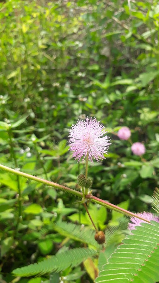 126 Bloom Putri Malu Stock Photos - Free & Royalty-Free Stock Photos ...