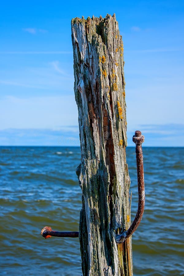 Putrid tree stock image. Image of antique, defective - 92751761