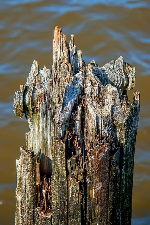 Putrid tree stock image. Image of life, long, longstanding - 92751769