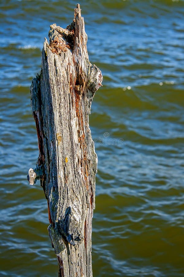 Putrid tree stock photo. Image of addled, arid, kind - 92751776