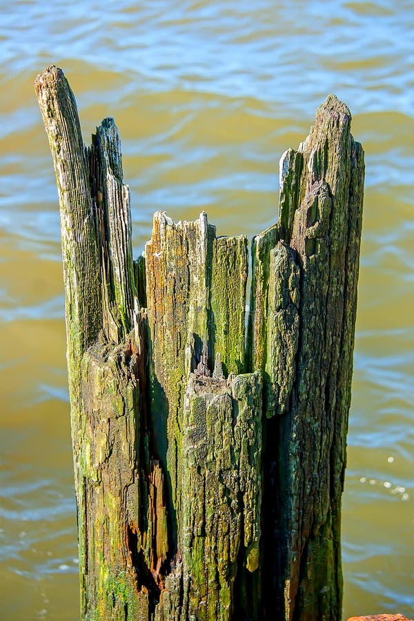 Putrid tree stock photo. Image of brut, coccus, dilapidated - 92751806