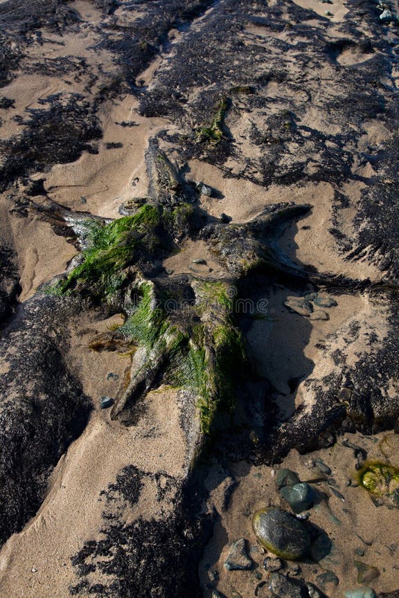 Putrified tree roots stock image. Image of north, roots - 24488289