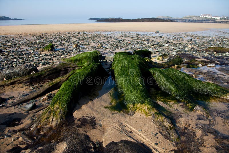 Putrified tree roots stock image. Image of wales, trearddur - 24488519