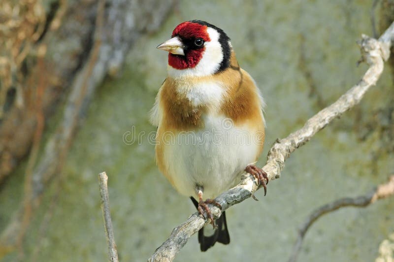 Putter Bird Stock Photos - Free & Royalty-Free Stock Photos from Dreamstime