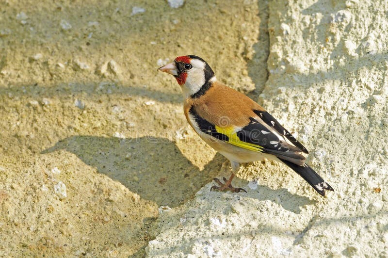 Putter, Europese Distelvink, Carduelis-carduelis Stock Afbeelding ...