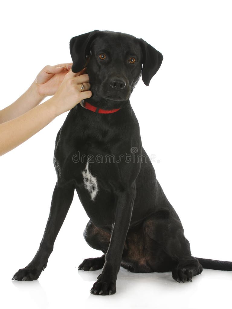 Woman Putting Collar Dog Stock Photos - Free & Royalty-Free Stock ...