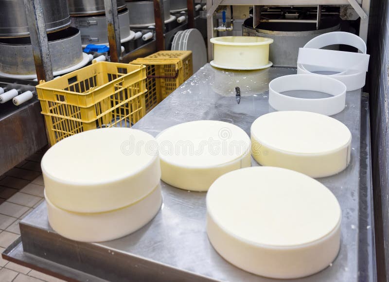 Putting Gruyere De Comte Cheese into Forms in Dairy Stock Photo - Image ...