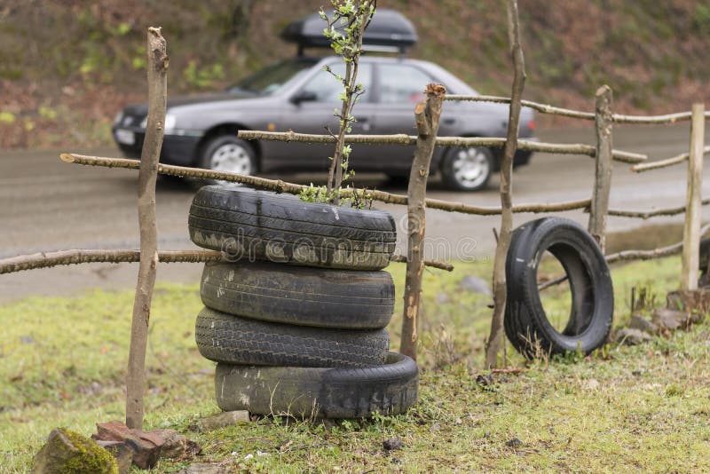 Putting Multiple Tires for Supporting Young Tree in the Bank of Stock ...