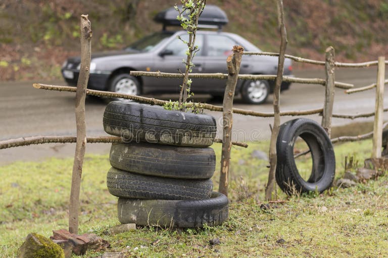 Putting Multiple Tires for Supporting Young Tree in the Bank of Stock ...
