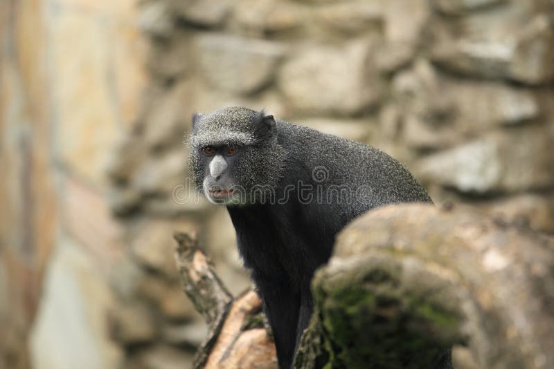 Putty-nosed monkey stock image. Image of cercopithecus - 37280161
