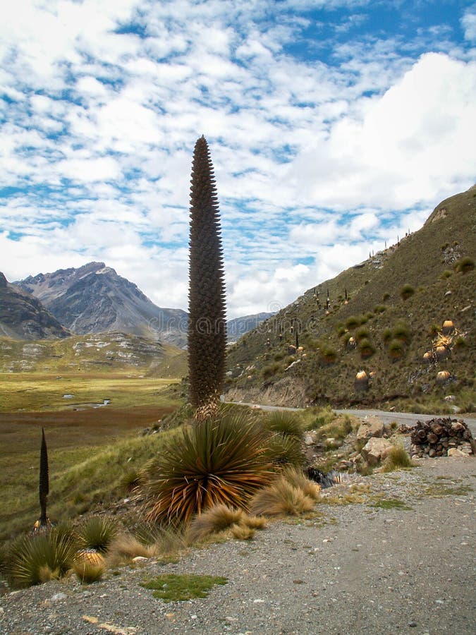 Puya Raimondi Bromeliads in the Cordillera Blanca Near Huaraz, Peru ...