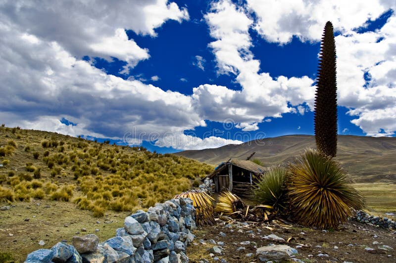 Puya Raimondi Und Blauer Himmel Stockbild - Bild von himmel, grün: 3067675