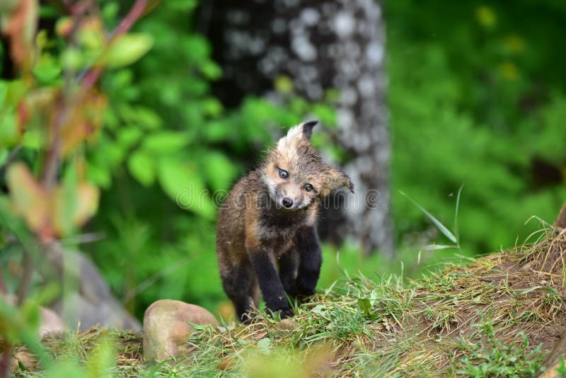 Puzzled baby red fox kit stock image. Image of standing - 55006499