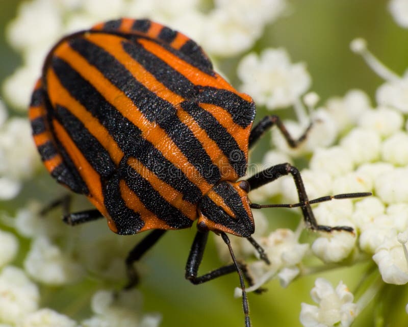 Puzzo Rosso Dell'errore Di Programma Di Lineatum Nero Di Graphosoma ...