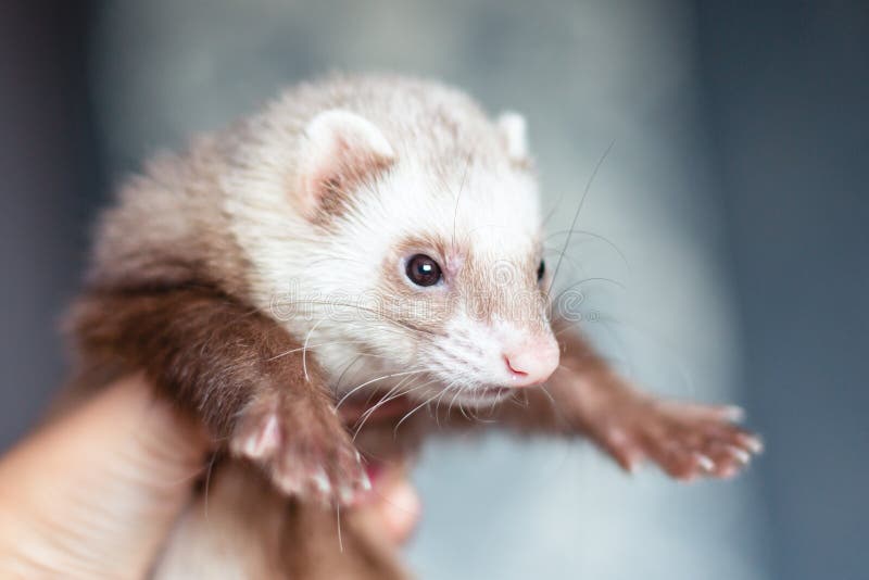 Puzzola Dell'animale Domestico Immagine Stock - Immagine di cucciolo ...