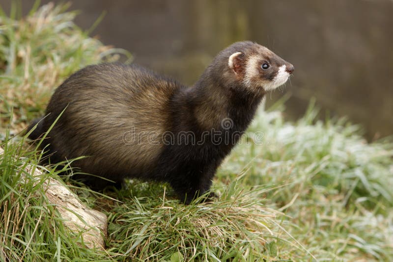 Puzzola Europea (putorius Del Mustela) Immagine Stock - Immagine di ...