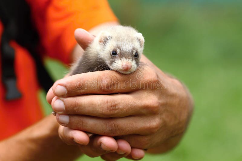 Putorius Del Mustela Della Puzzola Immagine Stock - Immagine di giovane ...