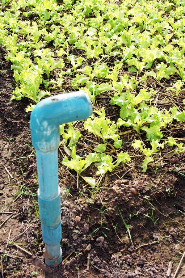PVC pipe and vegetables stock photo. Image of food, growth - 25465820