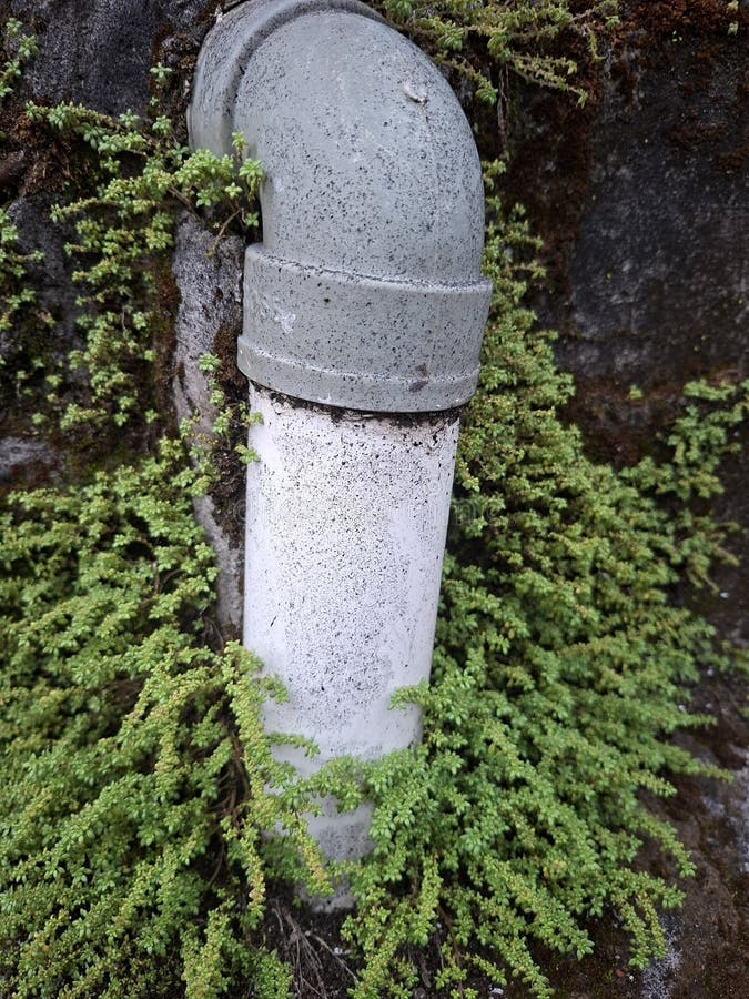 PVC Pipes Embedded in the Wall for a Long Time with Moss Growing Around ...