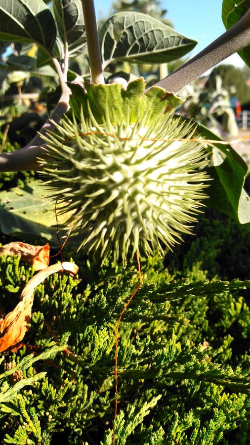 Pwest stock photo. Image of pokey, flowers, plants, pwest - 165133656