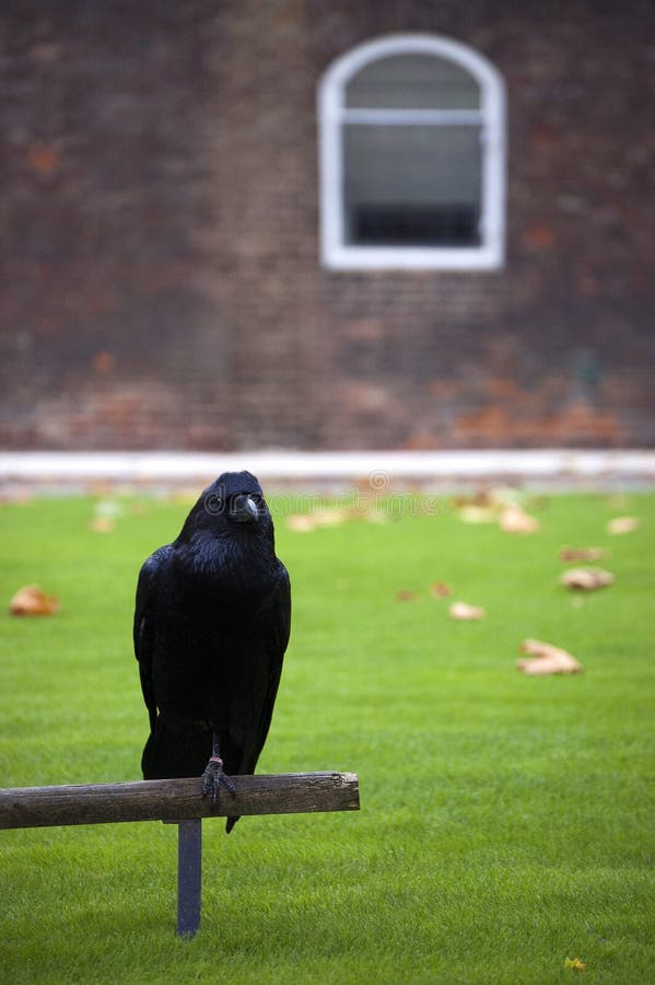 Royal Crow in London Bridge Stock Image - Image of london, tower: 172240353