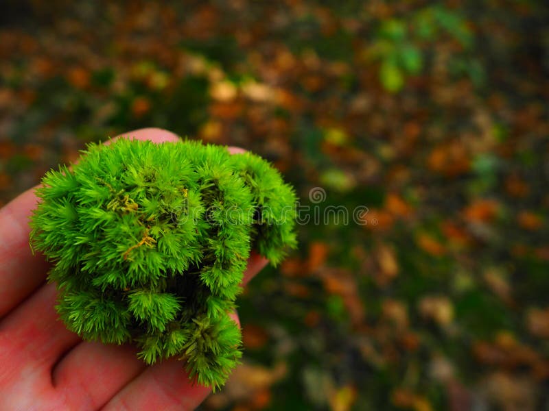 Fresh Moss Medicine from the Deep Forest Stock Image - Image of deep ...