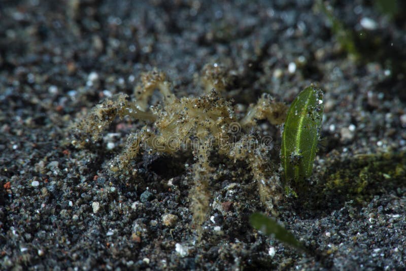 Sea Spider Pycnogonid stock photo. Image of tropical - 211517636