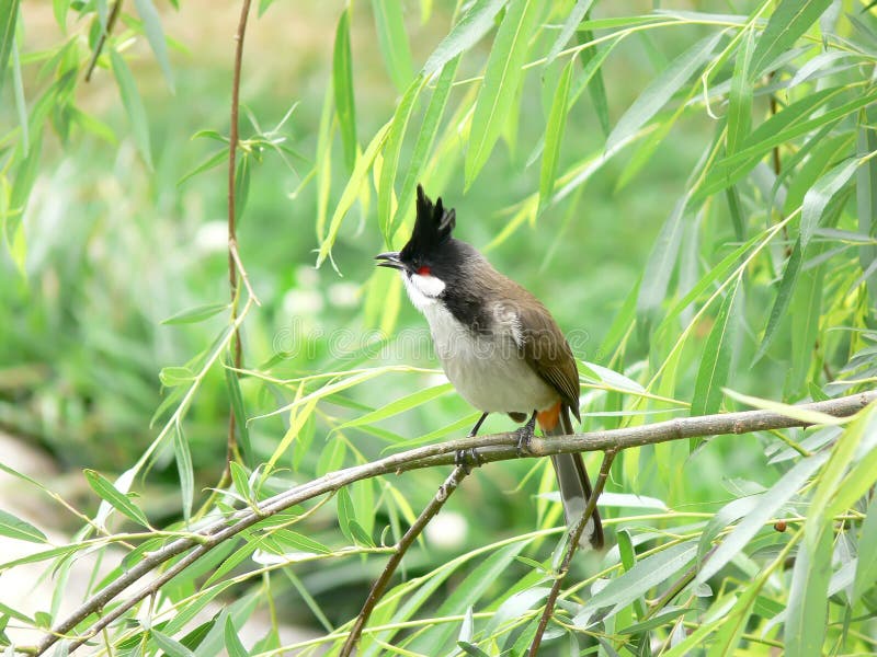 Pycnonotus jocosus stock image. Image of rest, organism - 30976031