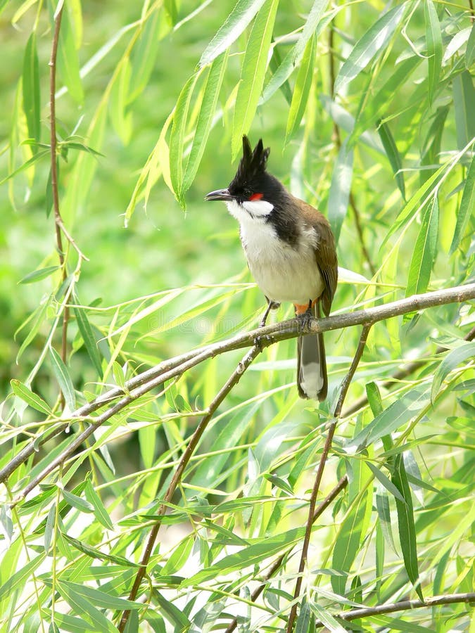 Pycnonotus jocosus stock image. Image of fauna, outdoor - 30976057