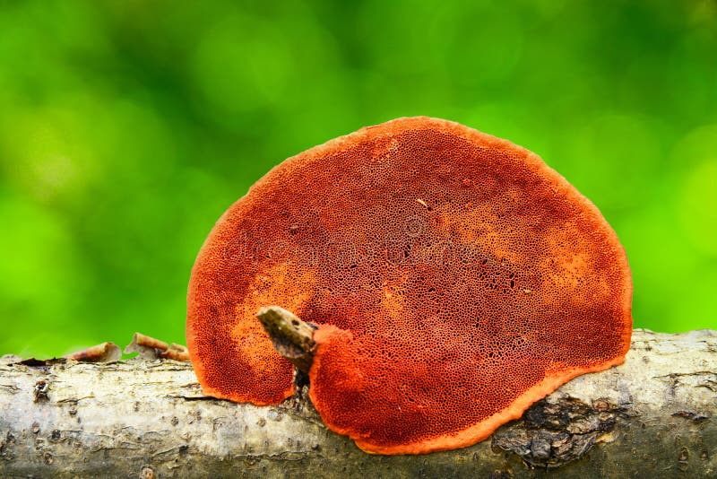 Pycnoporus Cinnabarinus Mushroom Stock Image - Image of pycnoporus ...